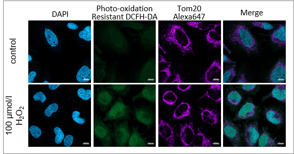 Redefine the ROS Research DOJINDO LABORATORIES