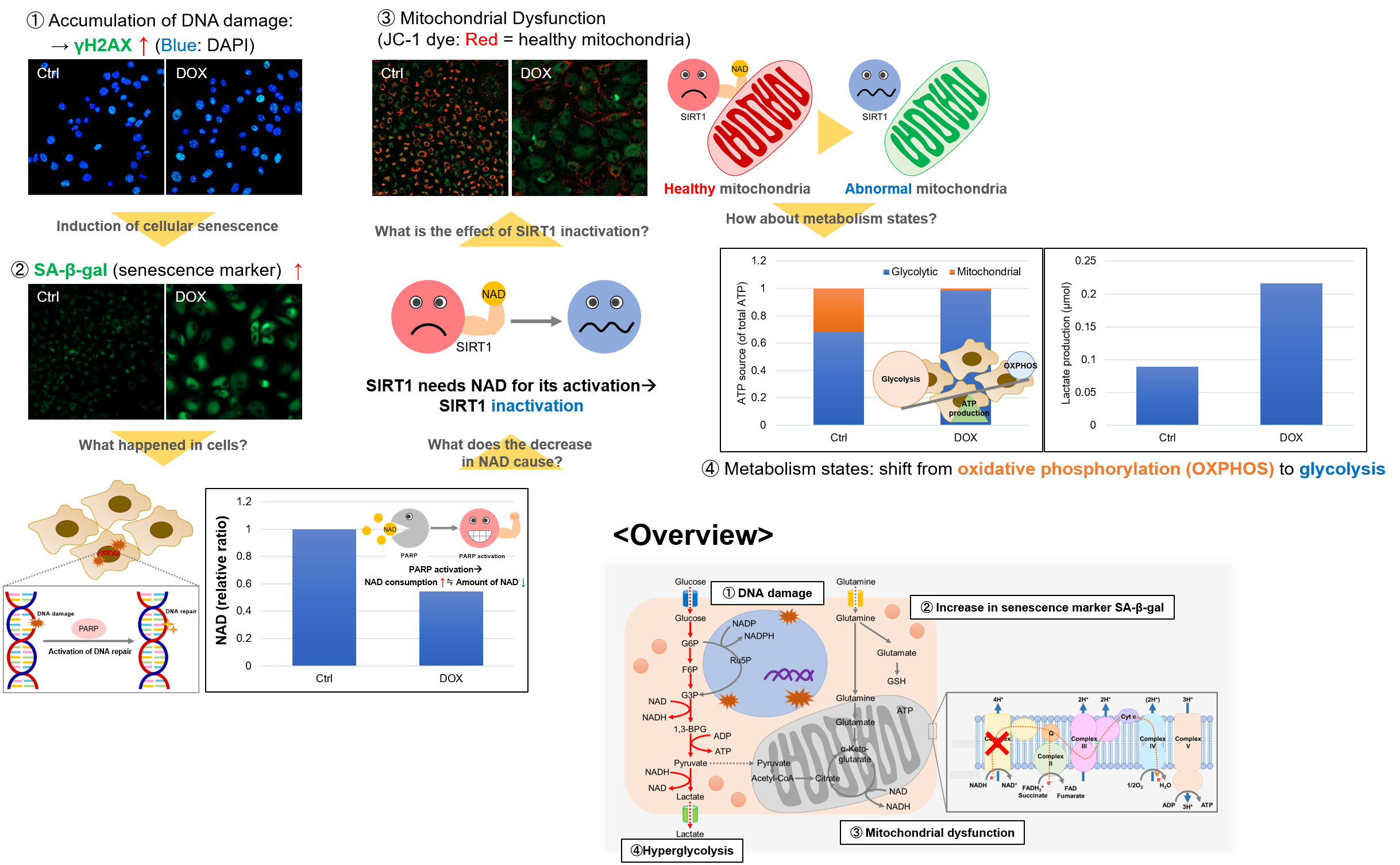 Senescence Cell Detection Cellular Senescence Detection Kit - SPiDER ...