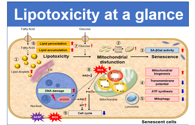 Lipid Droplet Staining Lipi-Deep Red Dojindo
